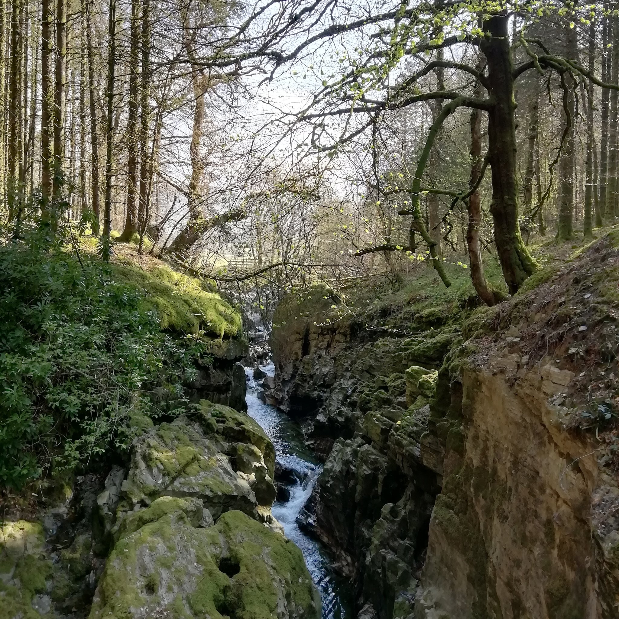 Hafod – Peacocks in Paradise – Tamsin Mary Bridge